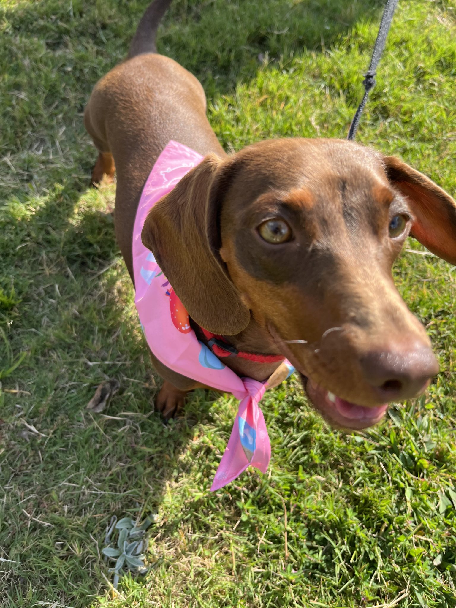 A Day of Divine Blessings, and a Cast of Furry (and Not-So-Furry ...